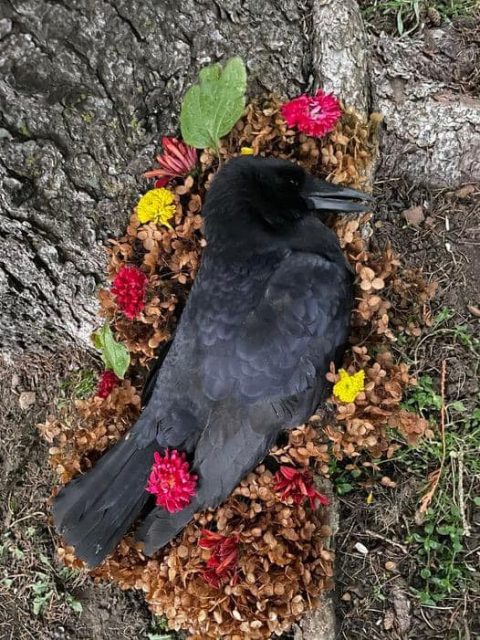 funerals - The Crow Society